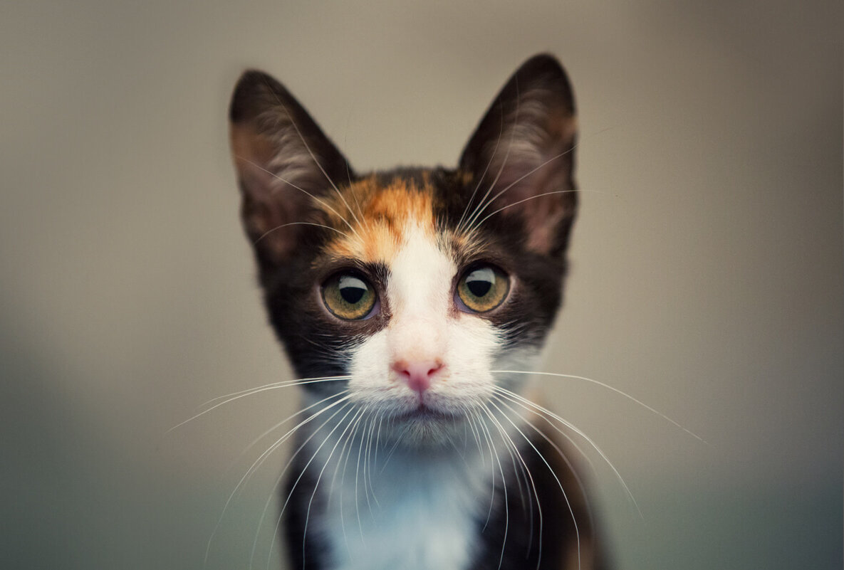 Ottawa Humane Society | Pivot + Edge